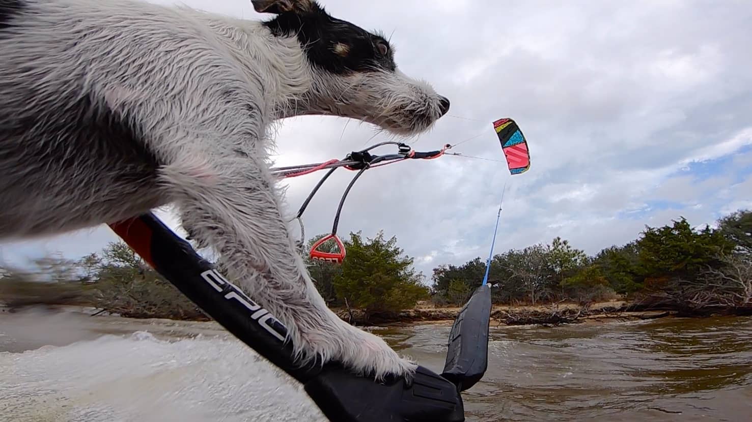 ZEUS THE SURFING & KITESURFING DOG VIDEO | ACTION VIDEOS | EPIC KITES ...